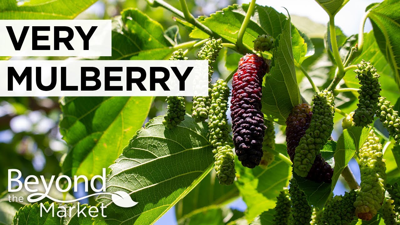 Very Mulberry: California Grown | PCFMA