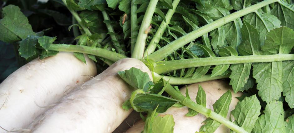 Daikon | PCFMA