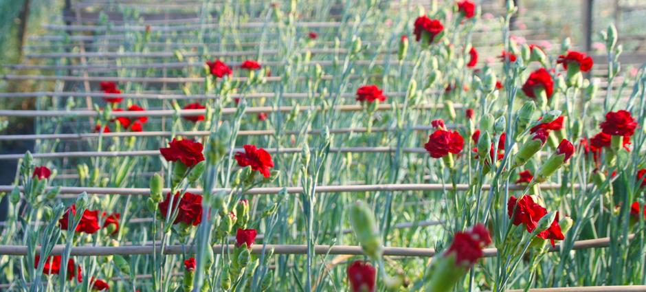 Santa Rosa Flowers | PCFMA